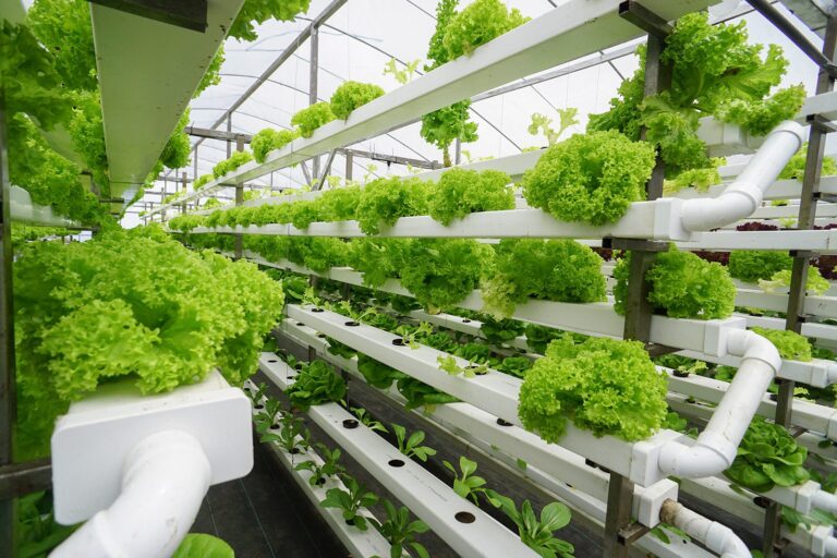 Hydroponics vs. Aquaponics vs. Aeroponics: A Complete Guide - Fusion ...